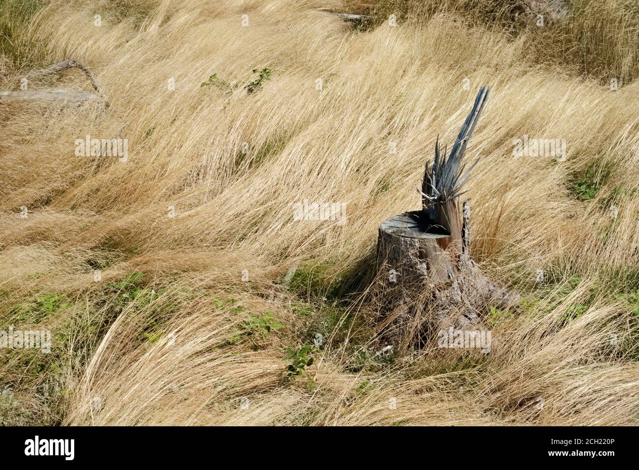 Tree stump looking like throne or seat surrounded by sea of dry grass ...