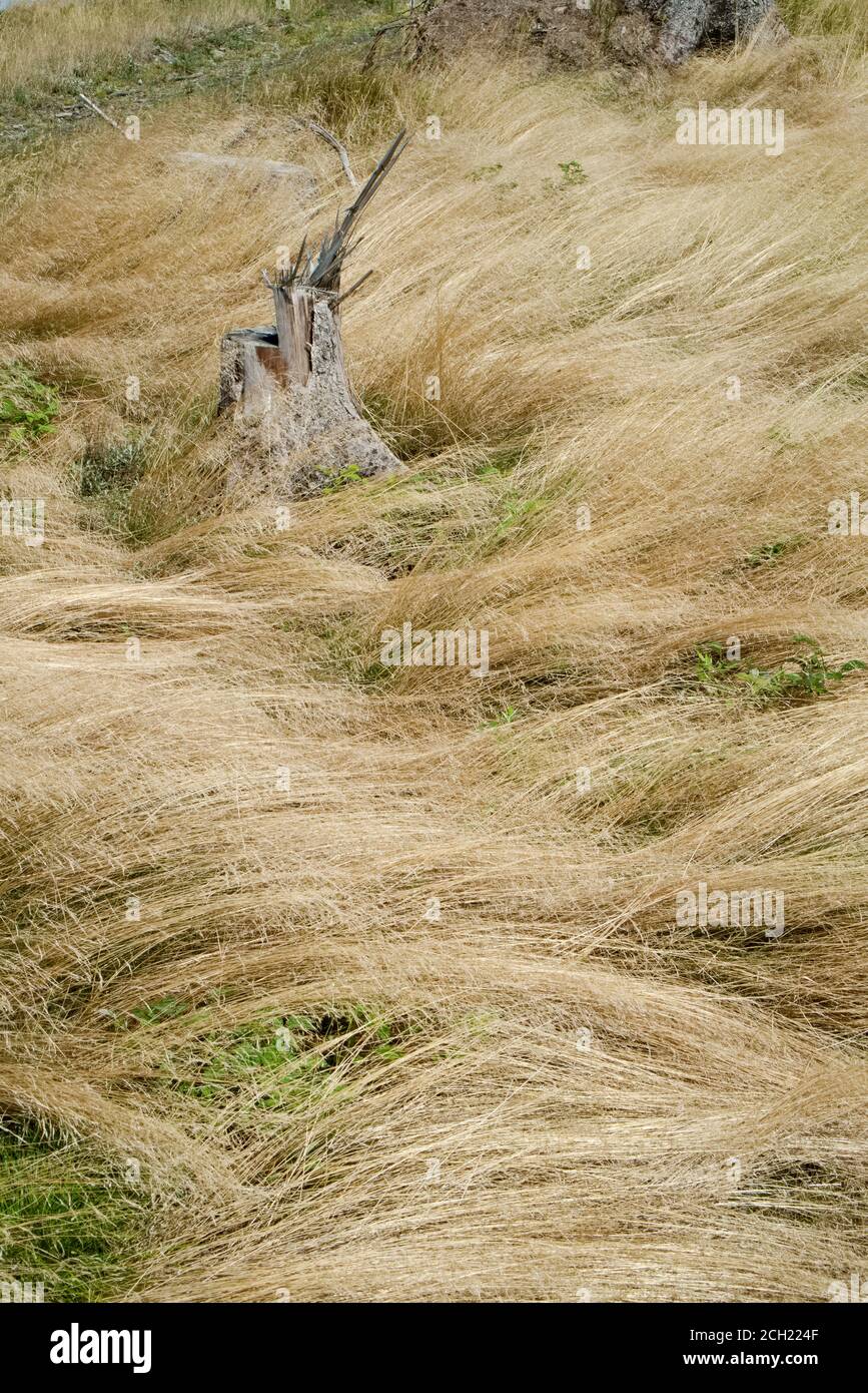 Tree stump looking like throne or seat surrounded by sea of dry grass ...