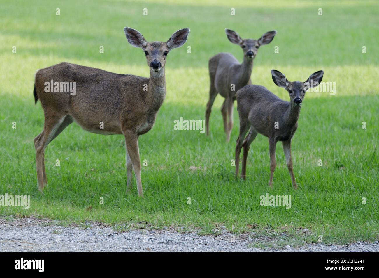 Black tailed deer fawn grazing hi-res stock photography and images - Alamy