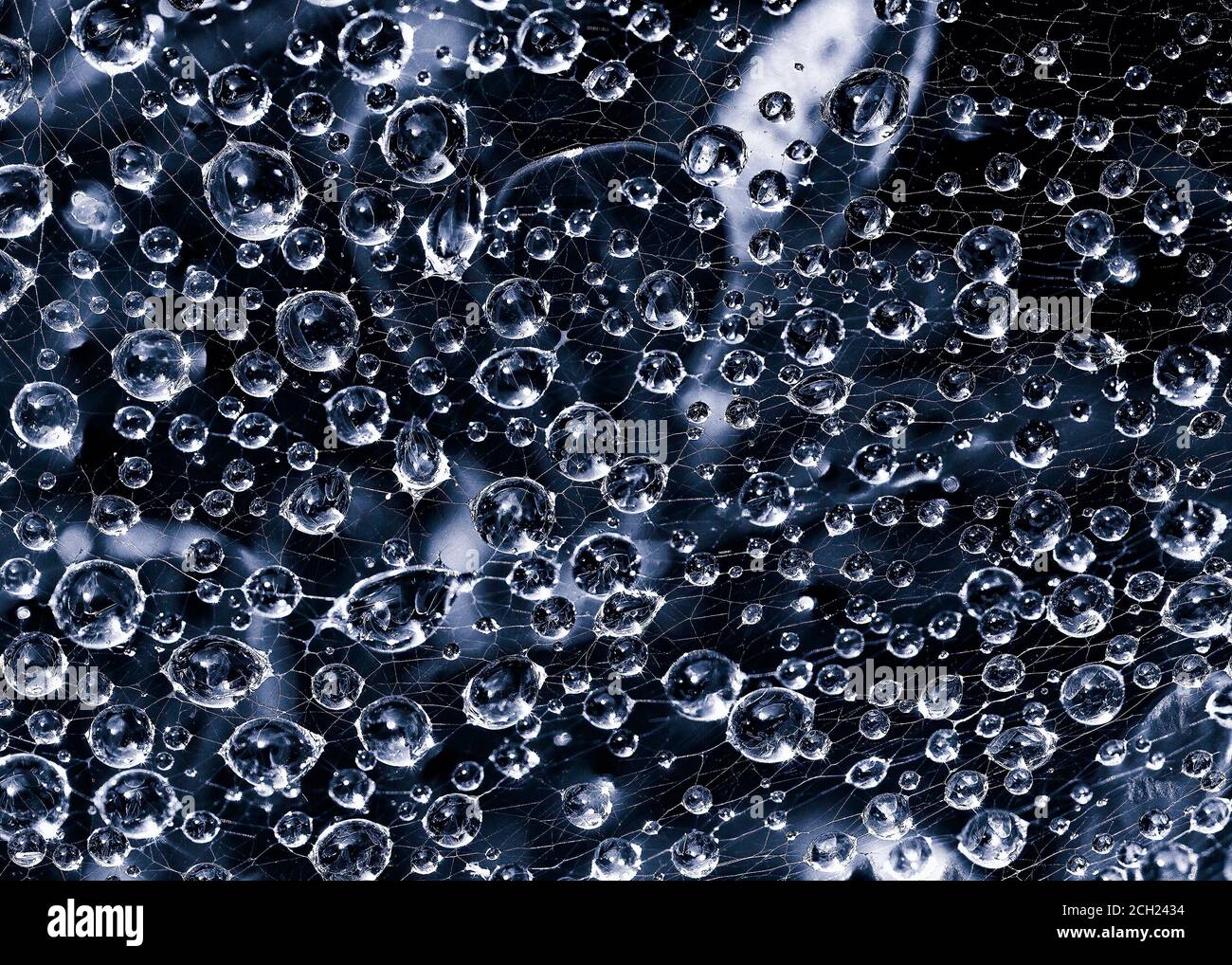 Close-up horizontal cyanotype of spider web on bush with jewel-like dew ...