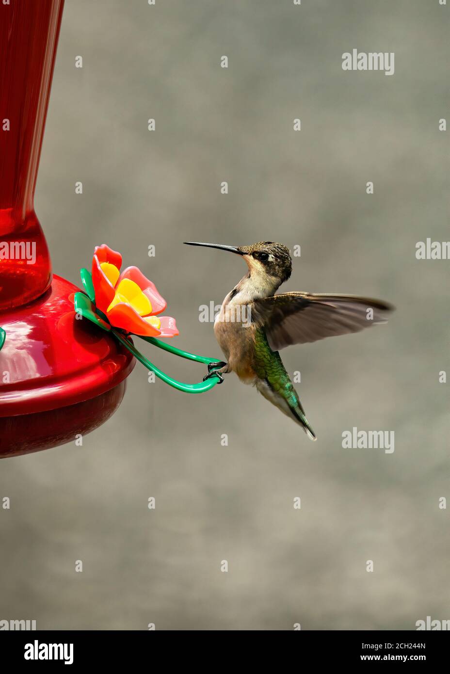 Hummingbird perches on feeder rest Stock Photo - Alamy