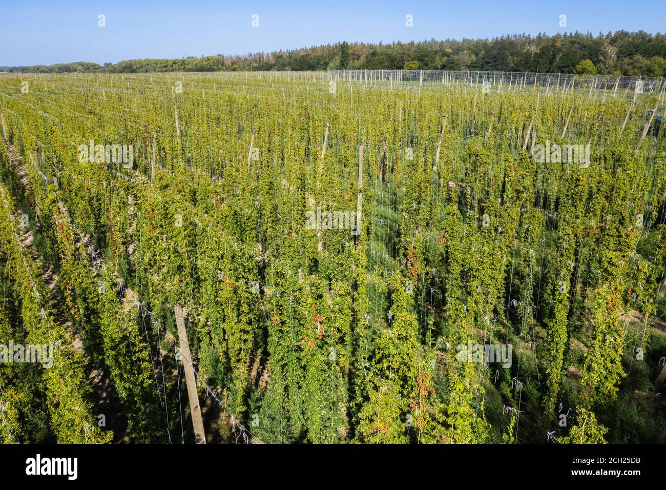 Hop field hi-res stock photography and images - Alamy