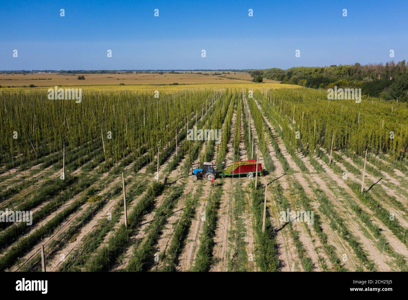 Workers harvest hops in a tractor body on a field aerial view Stock ...