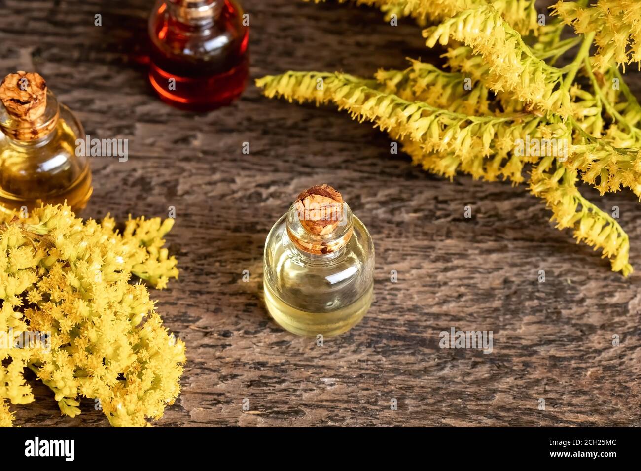 A bottle of Canadian goldenrod essential oil with blooming Solidago ...