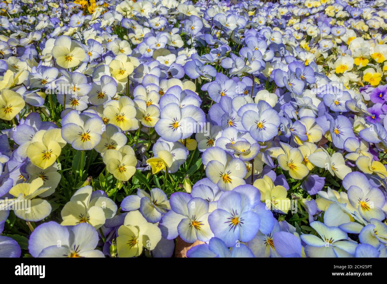 full frame colorful pansy flowers closeup Stock Photo - Alamy