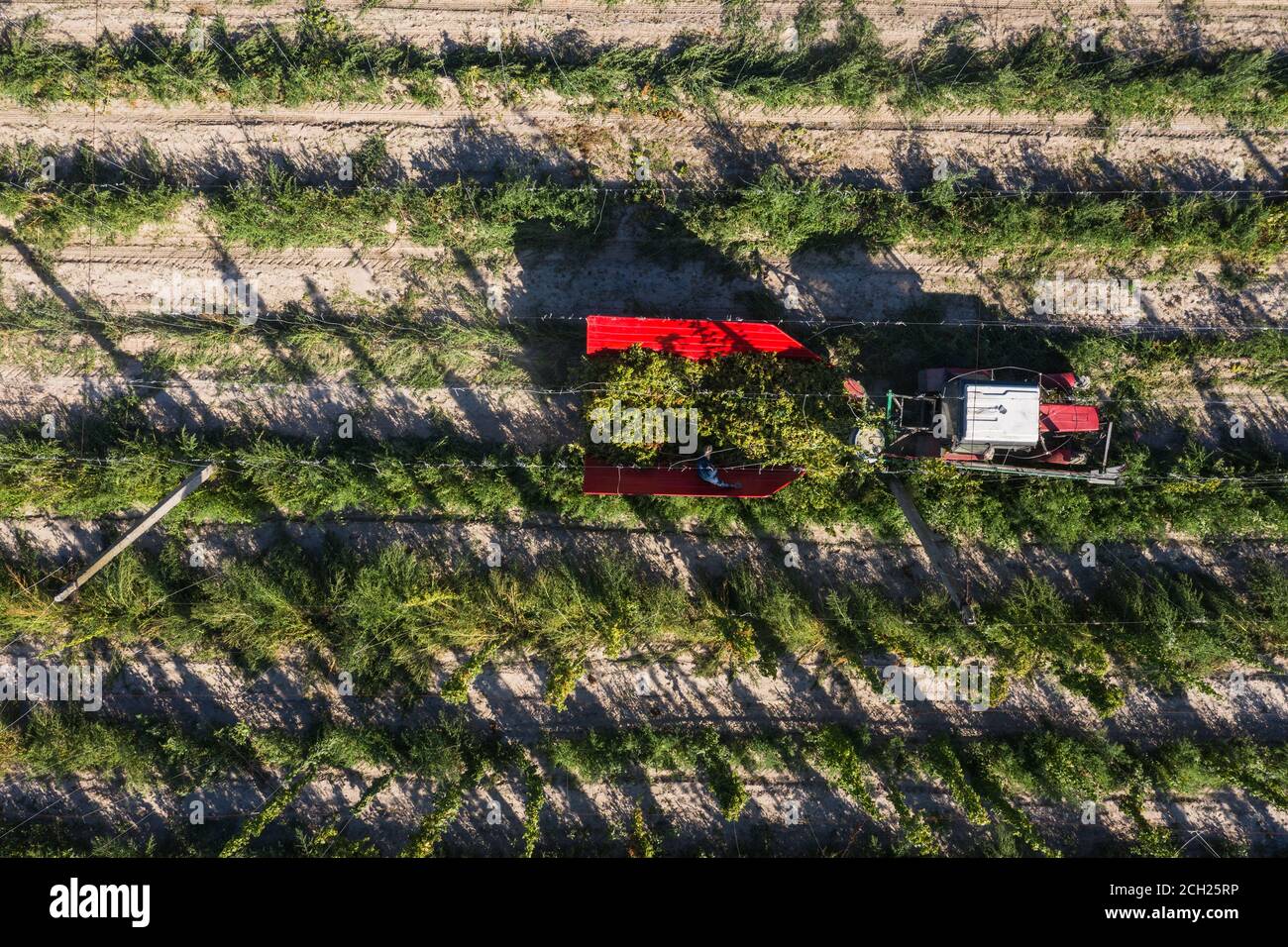 Harvesting hops in the field with a tractor aerial top view Stock Photo ...