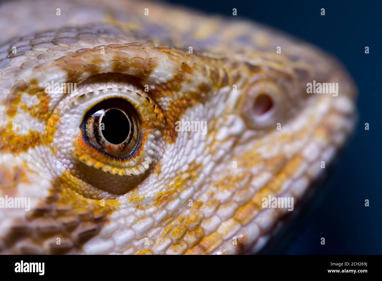 Yellow bearded agama and eye closeup. Exotic pets for the home ...