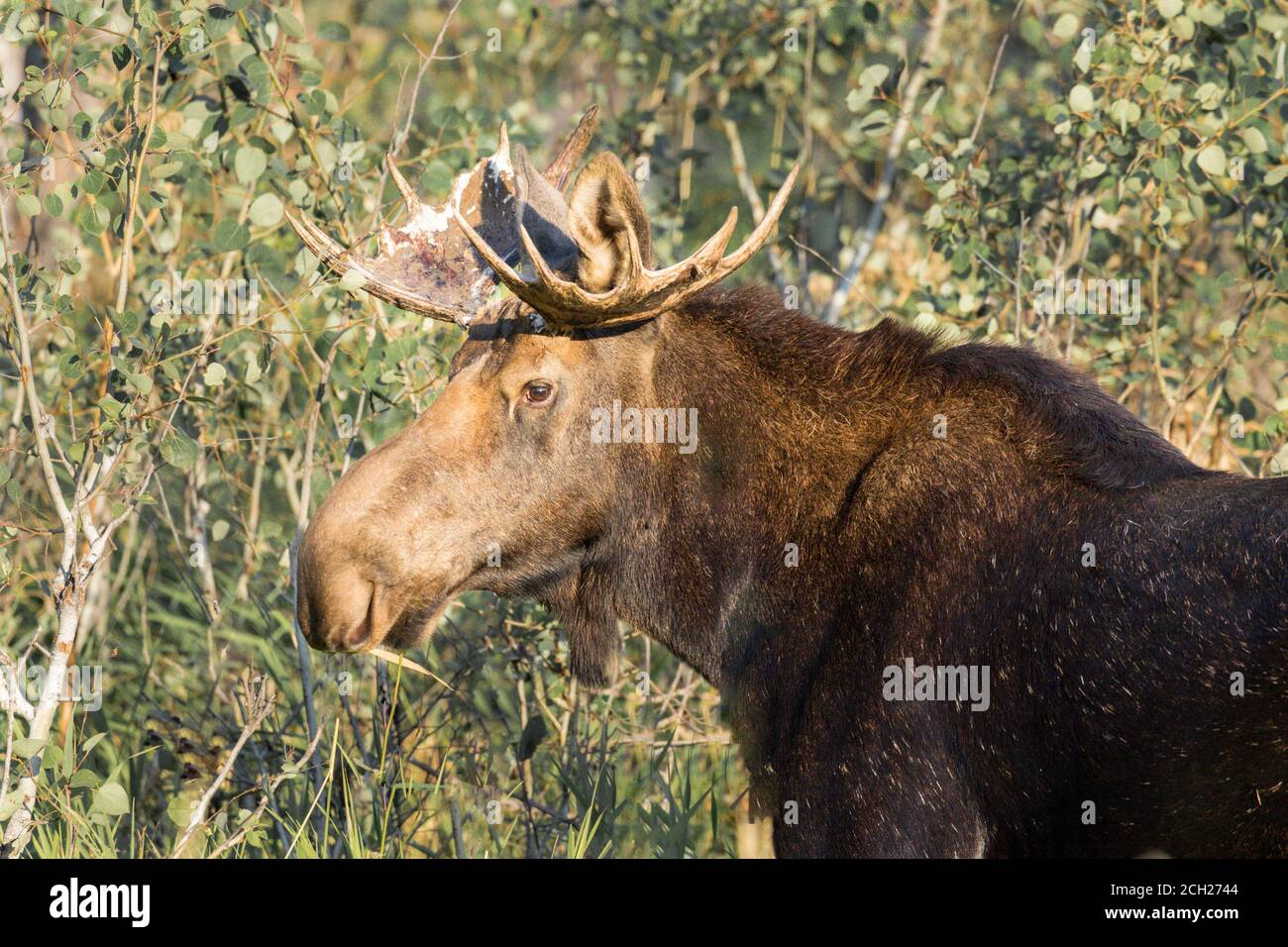 Close up bull moose antlers hi-res stock photography and images - Alamy