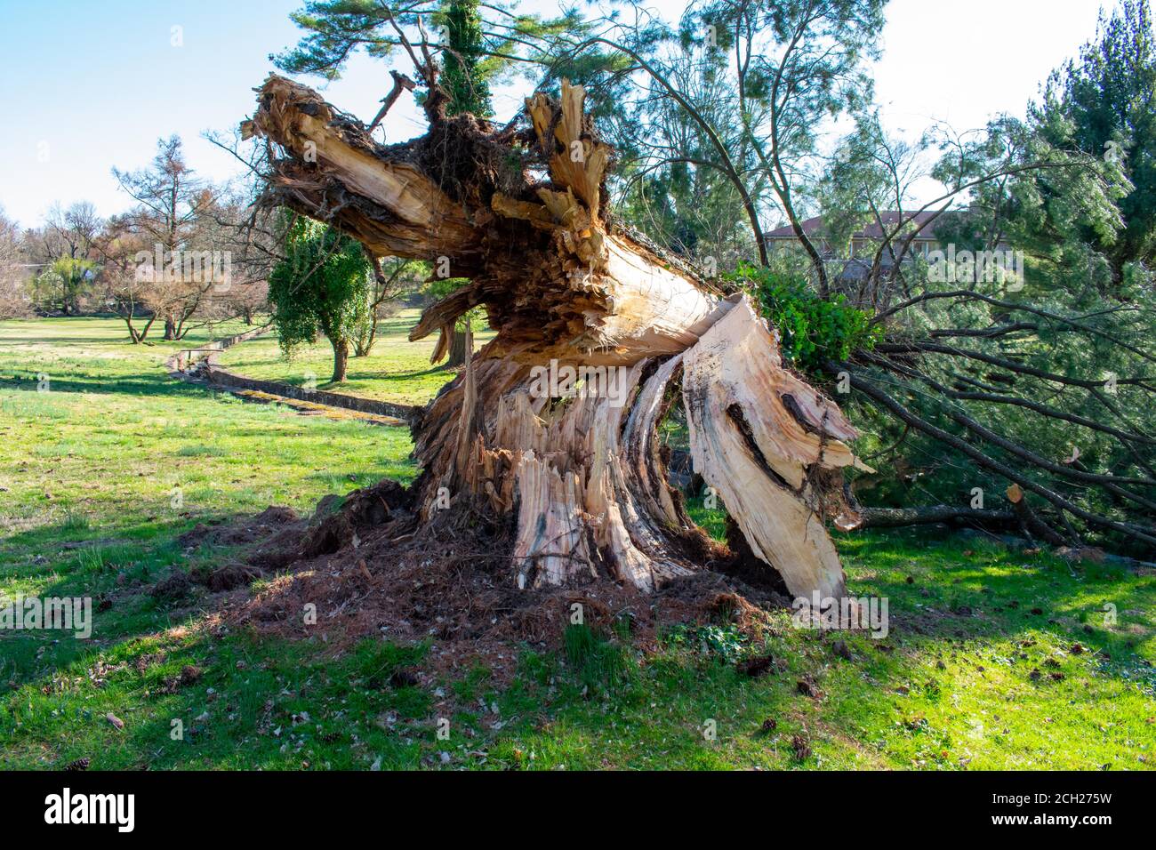 A Split Stump With a Large Fallen Tree After a Storm at the Elkins ...