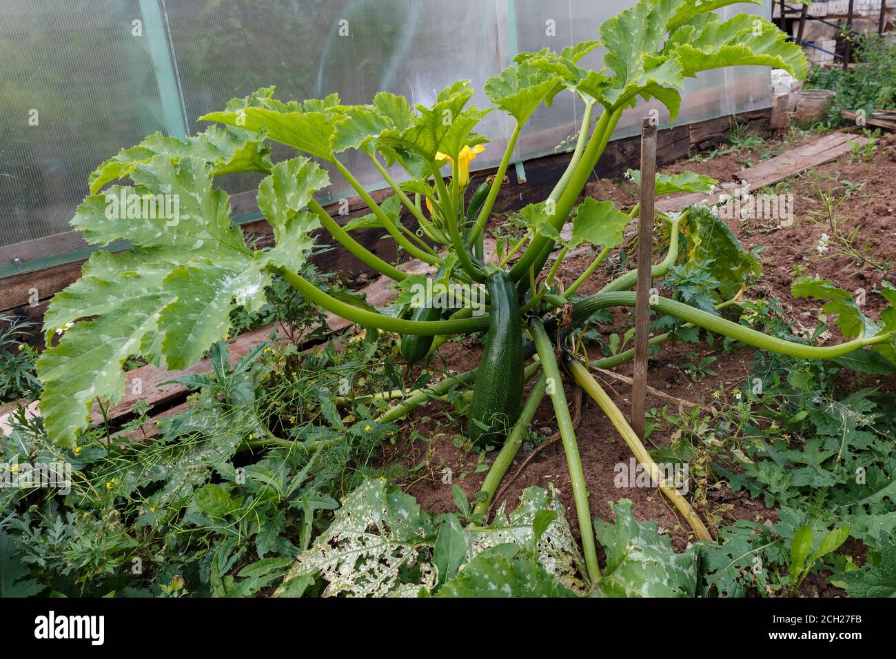 Marrow plant hi-res stock photography and images - Alamy