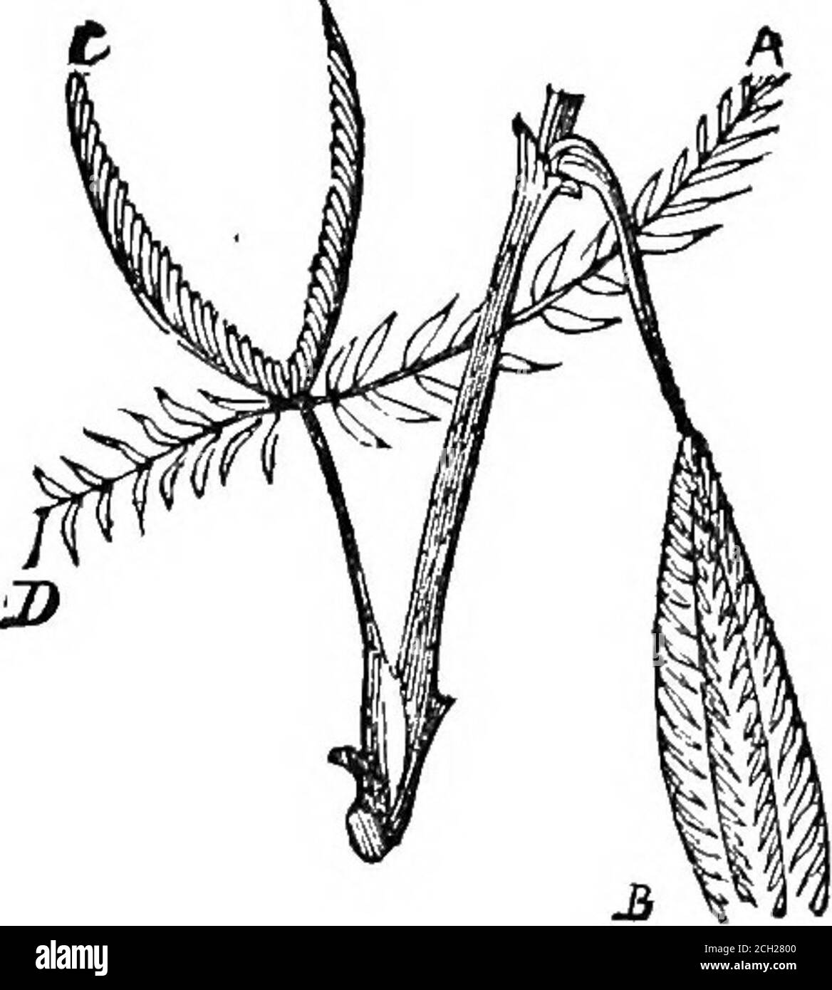 Plant instinct Black and White Stock Photos & Images - Alamy