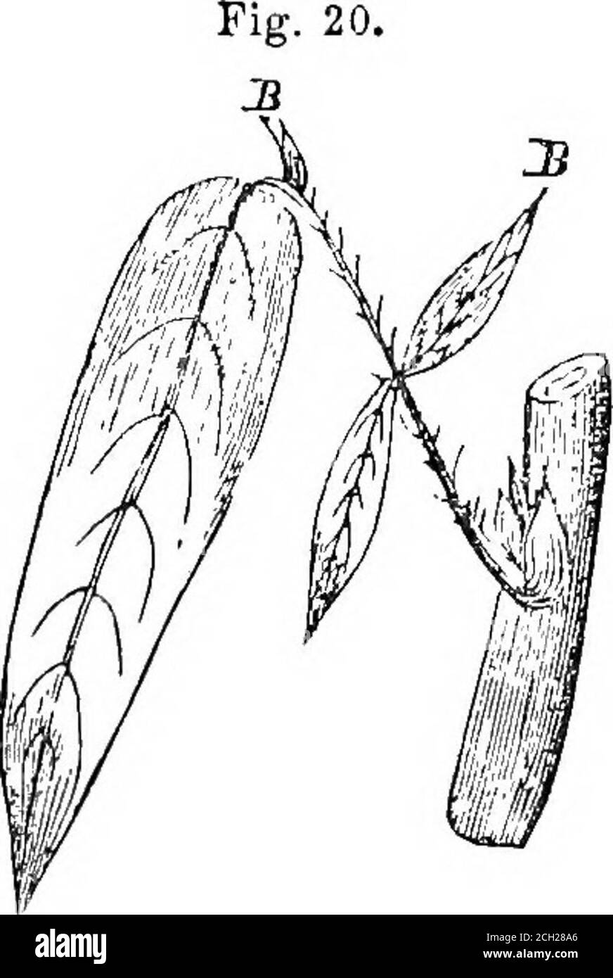 . The plant, an illustration of the organic life of the animal . , and ...