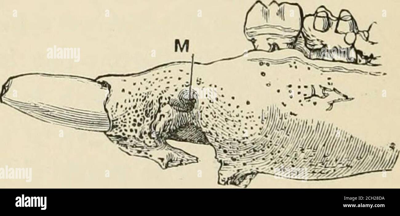 . Evolution and disease . Fig. 107.—The incisors of a Kangaroo ...