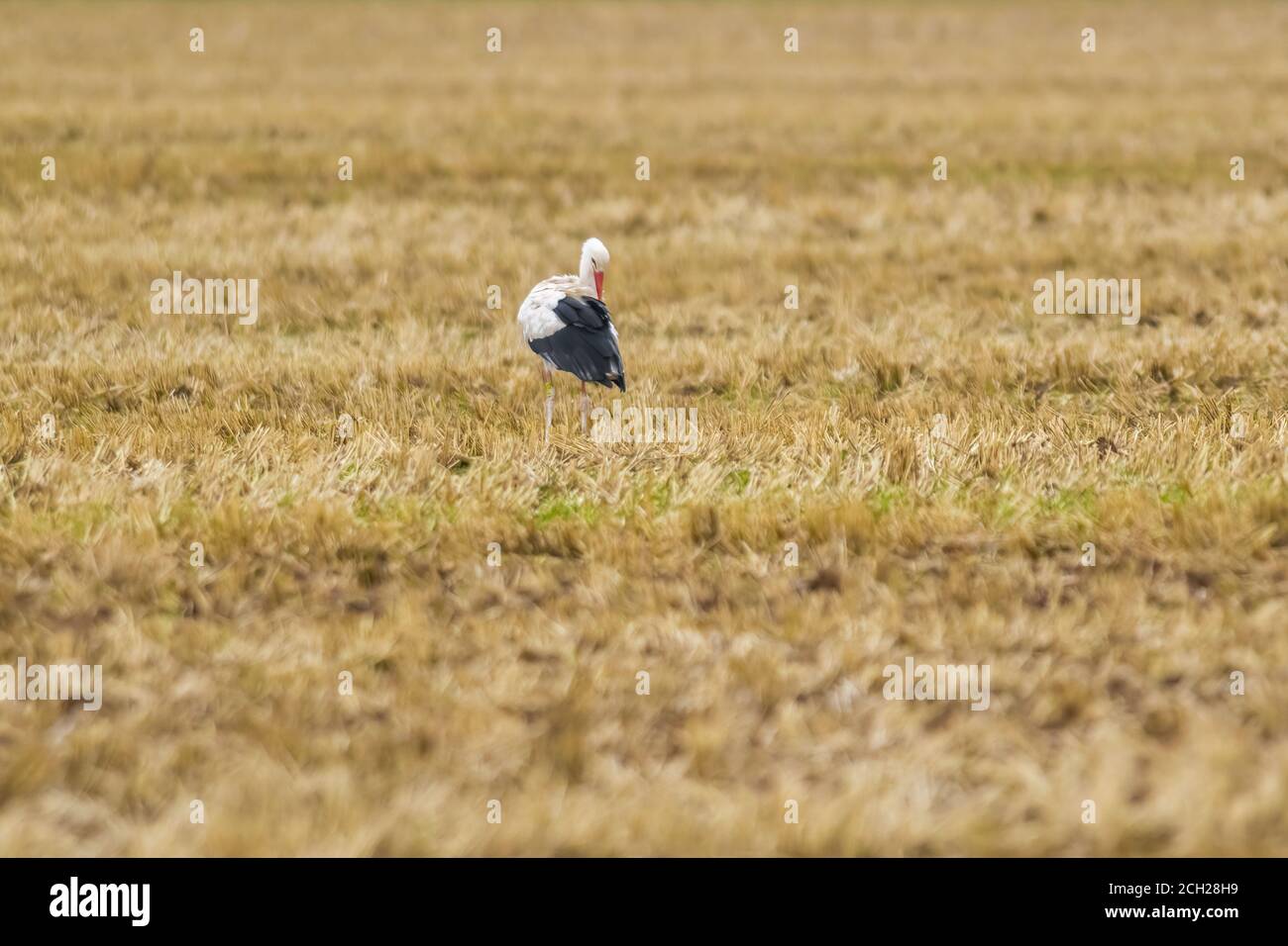Exotic bird farm hi-res stock photography and images - Alamy