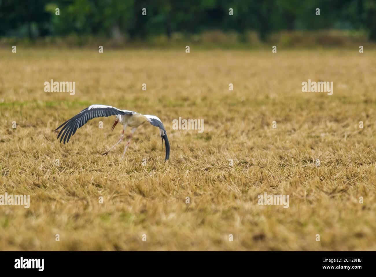 a great young bird on farm field in the nature Stock Photo - Alamy