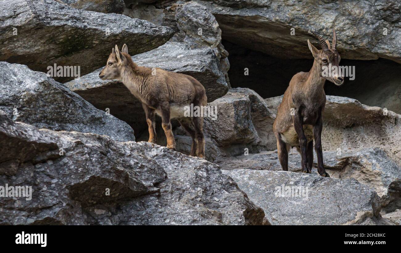 Female ibex with young kid Stock Photo - Alamy