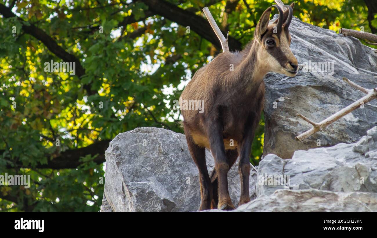 Chamois france hi-res stock photography and images - Alamy
