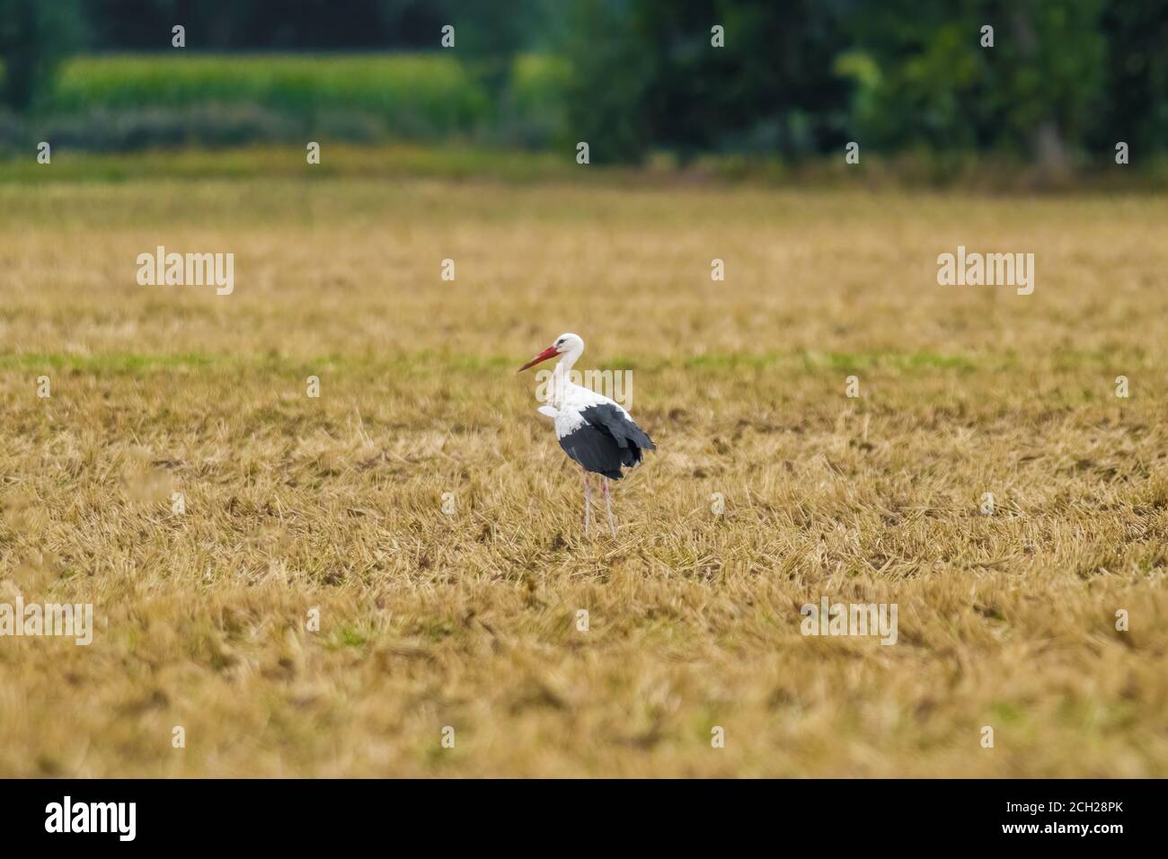 a great young bird on farm field in the nature Stock Photo - Alamy