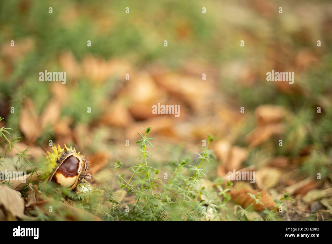 Selective focus autumnal decoration hi-res stock photography and images ...