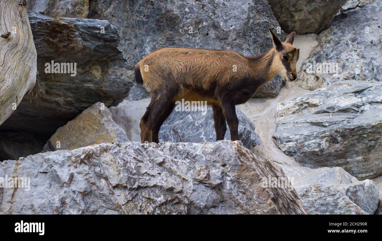 Austrian alps biking hi-res stock photography and images - Alamy