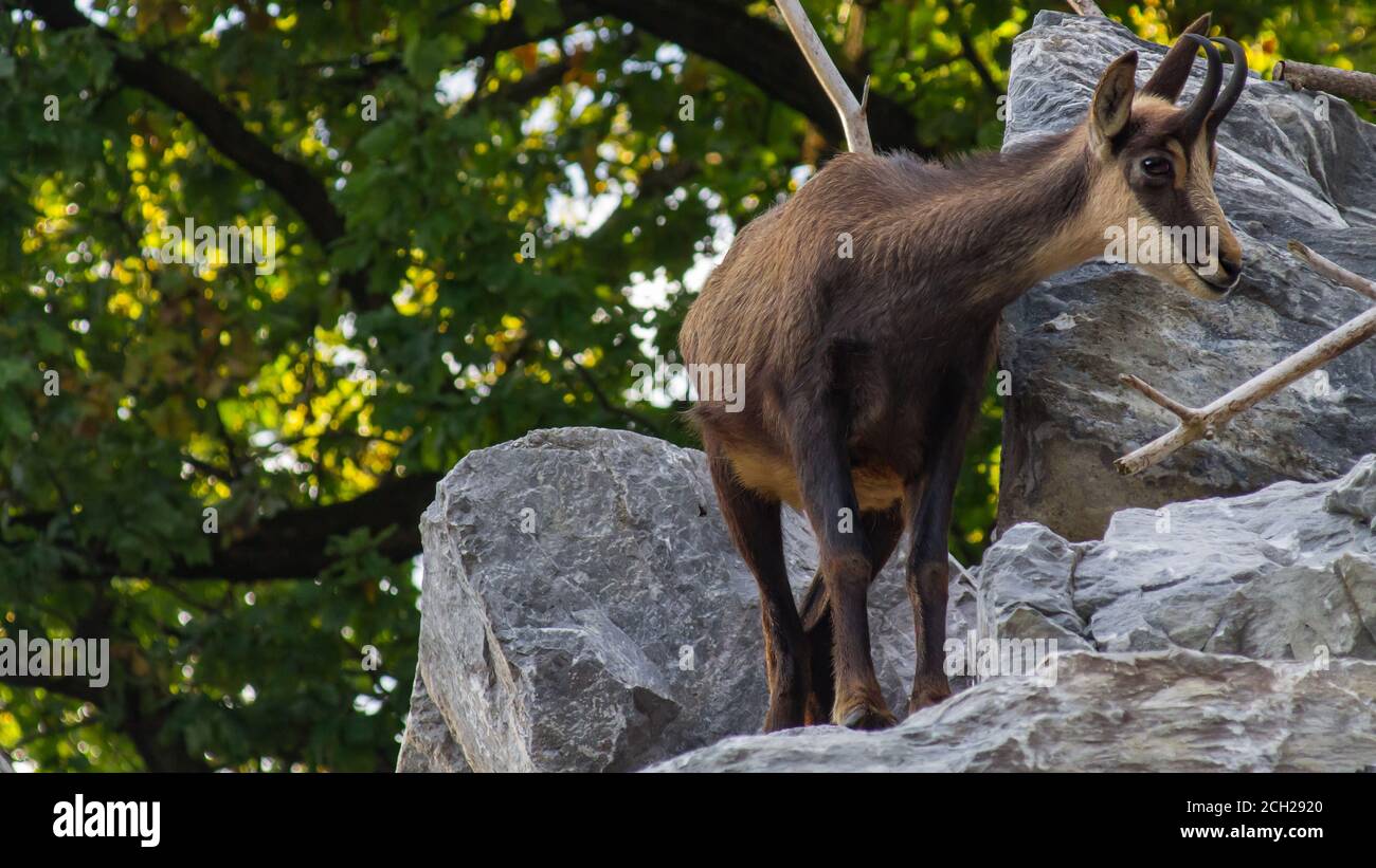 Chamois france hi-res stock photography and images - Alamy
