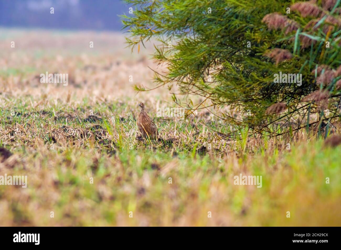 a great young bird on farm field in the nature Stock Photo - Alamy
