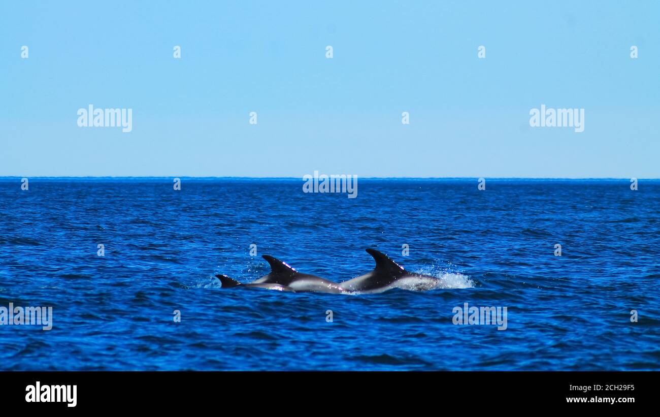 Arctic Fish Swimming