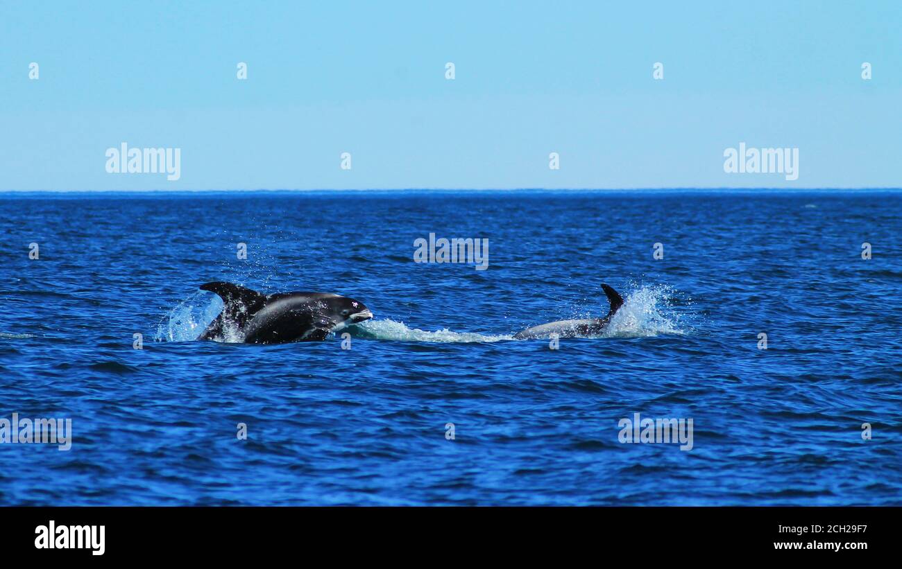 Dolphing jumping in the arctic ocean Stock Photo - Alamy