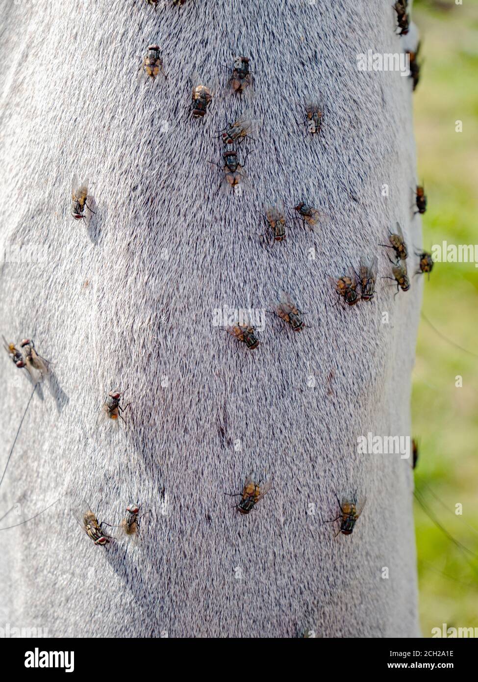 Horse forehead and mouth with anoying small flies. Insects on animal ...