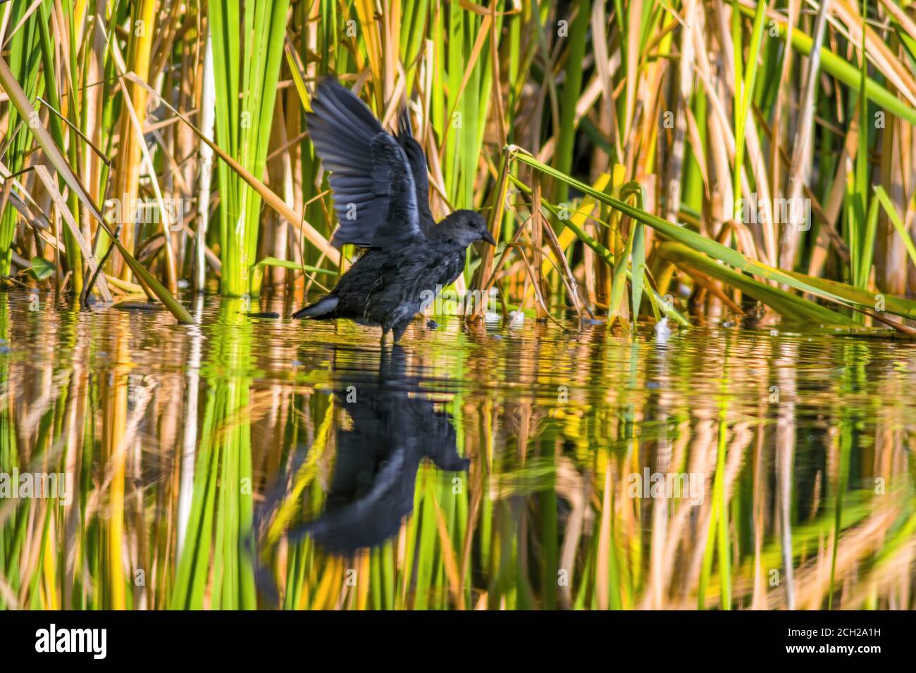 a little young bird on a pond in nature Stock Photo - Alamy