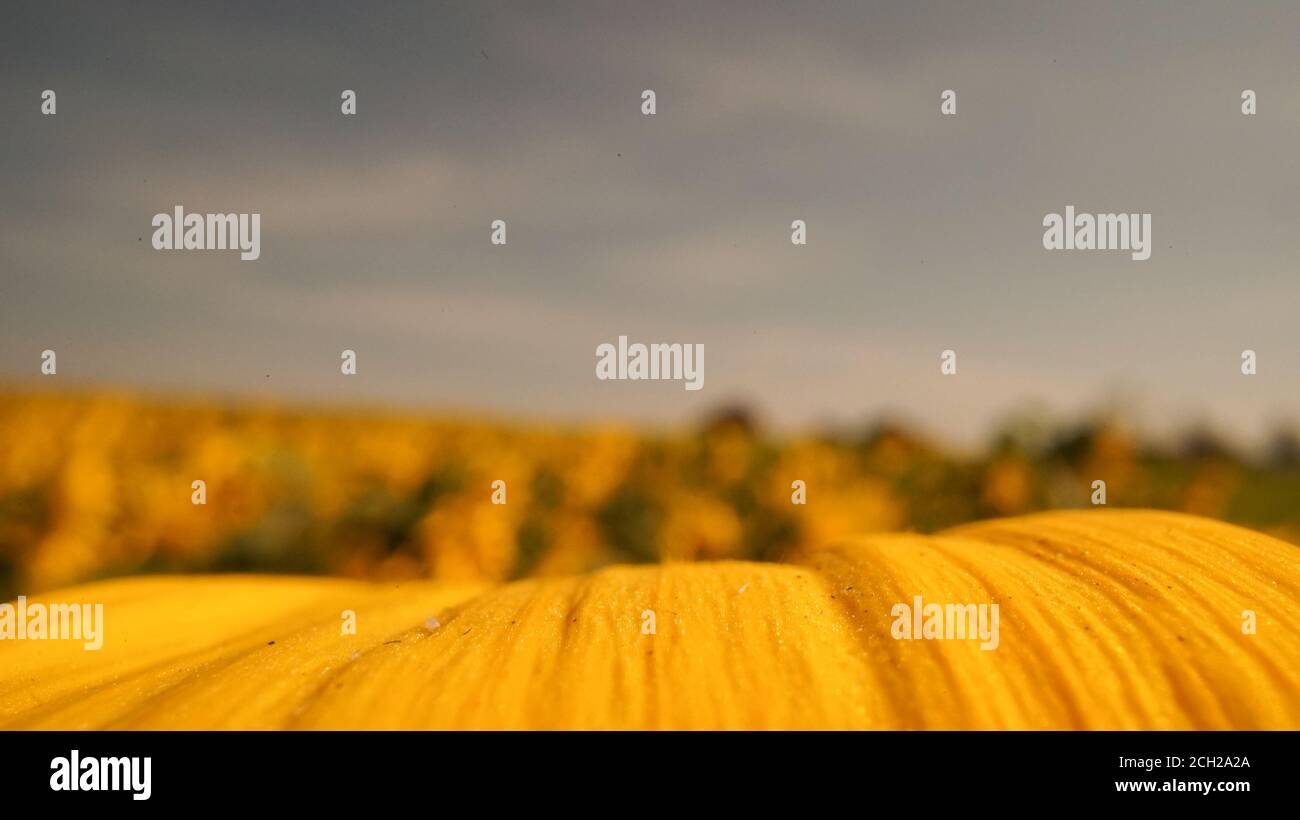 Yellow abstract texture, background. Yellow sunflower leaf and ...