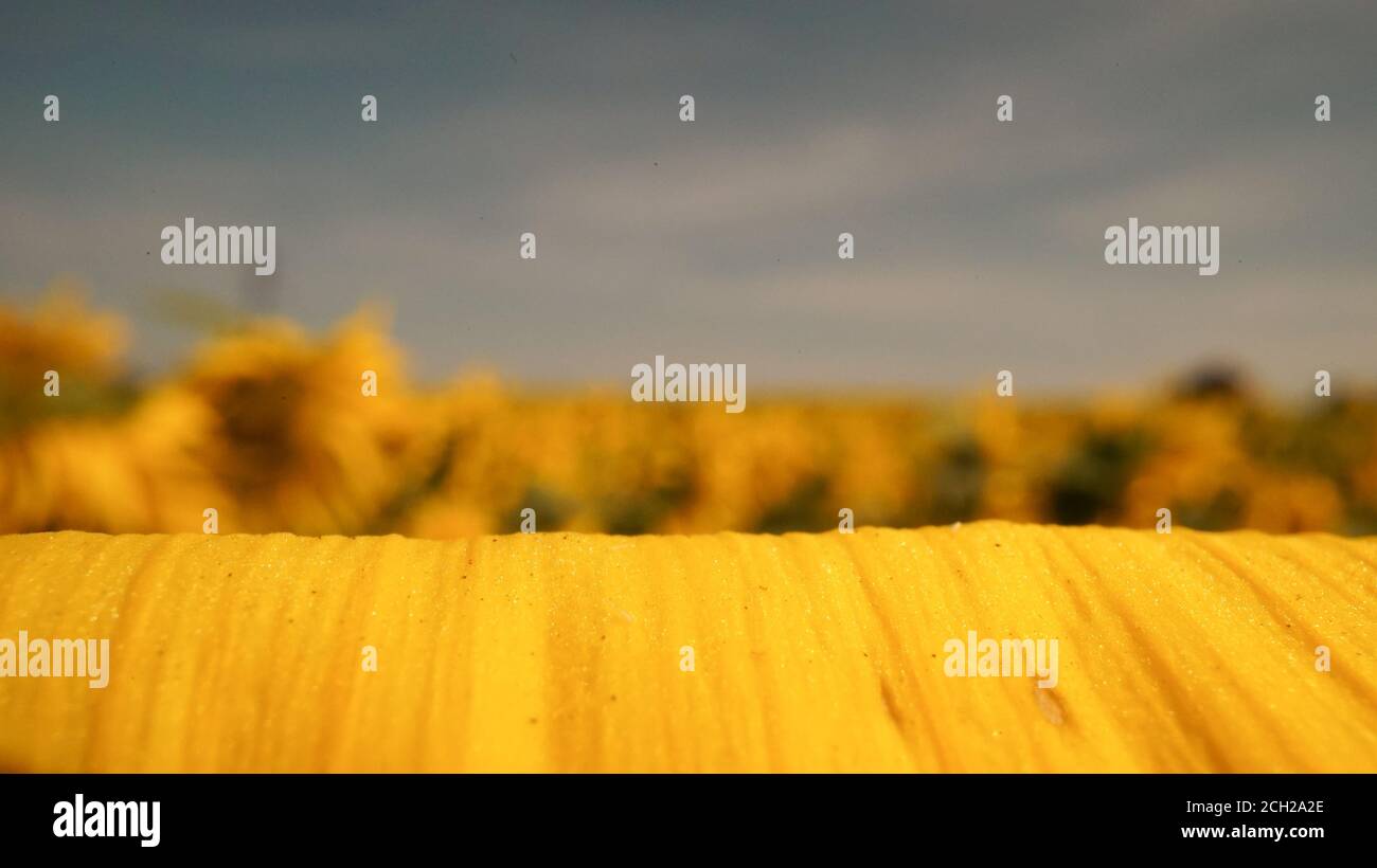 Yellow abstract texture, background. Yellow sunflower leaf and ...