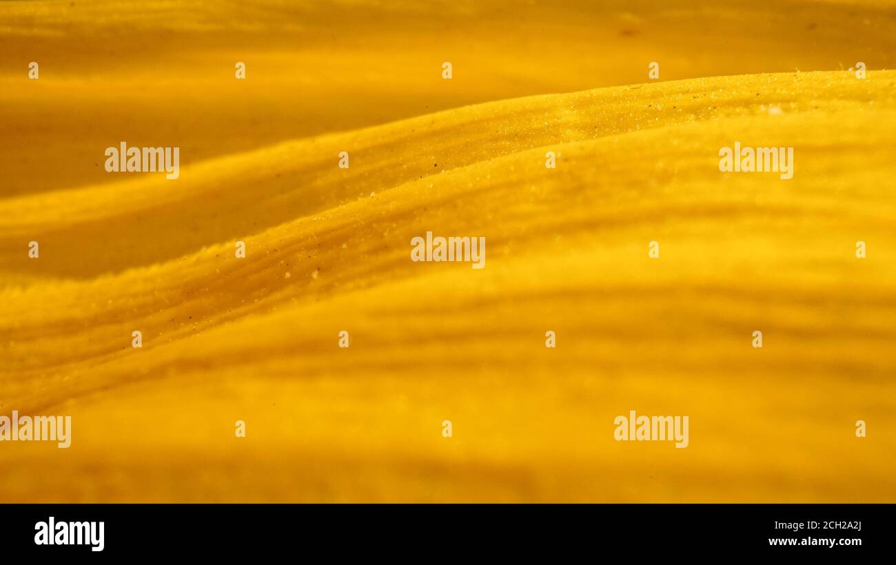 Yellow abstract texture, background. Yellow sunflower leaf and ...