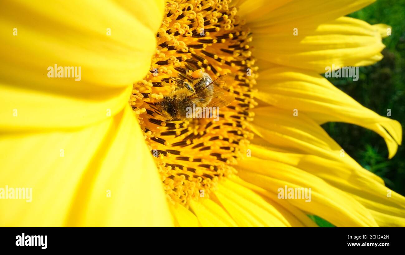 Honey bee covered with pollen collecting nectar and pollen from yellow ...