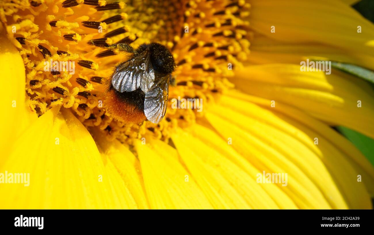 Bumblebee covered with pollen collecting nectar and pollen from yellow ...
