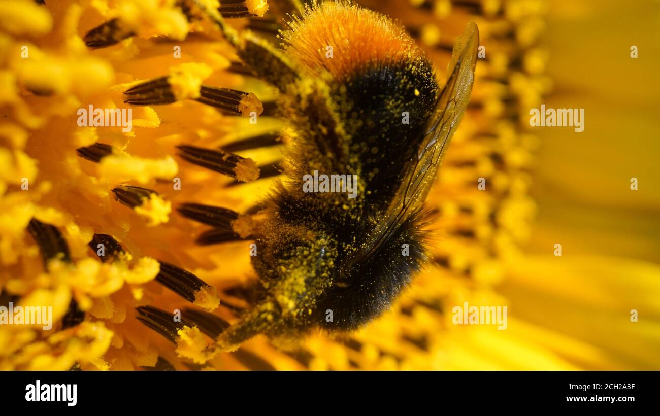 Bumblebee covered with pollen collecting nectar and pollen from yellow ...