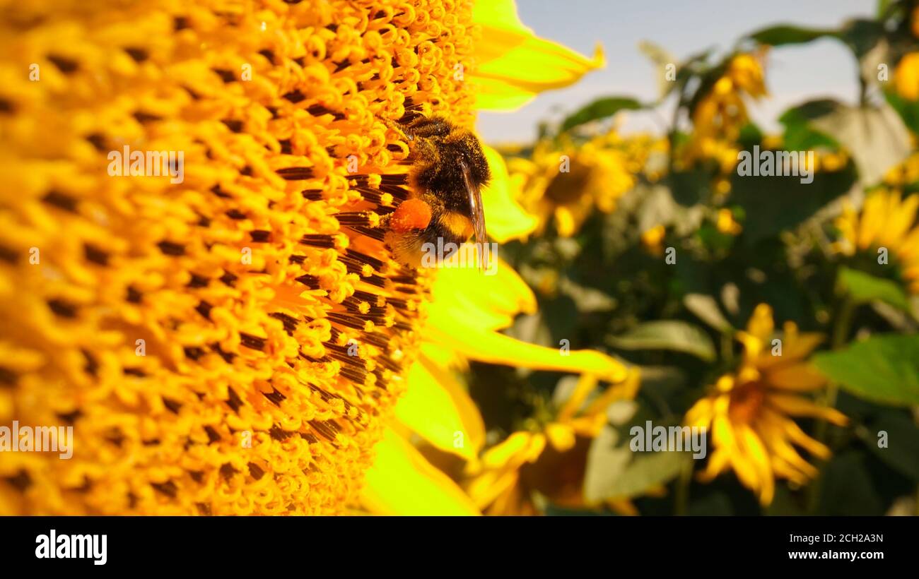 Bumblebee covered with pollen collecting nectar and pollen from yellow ...