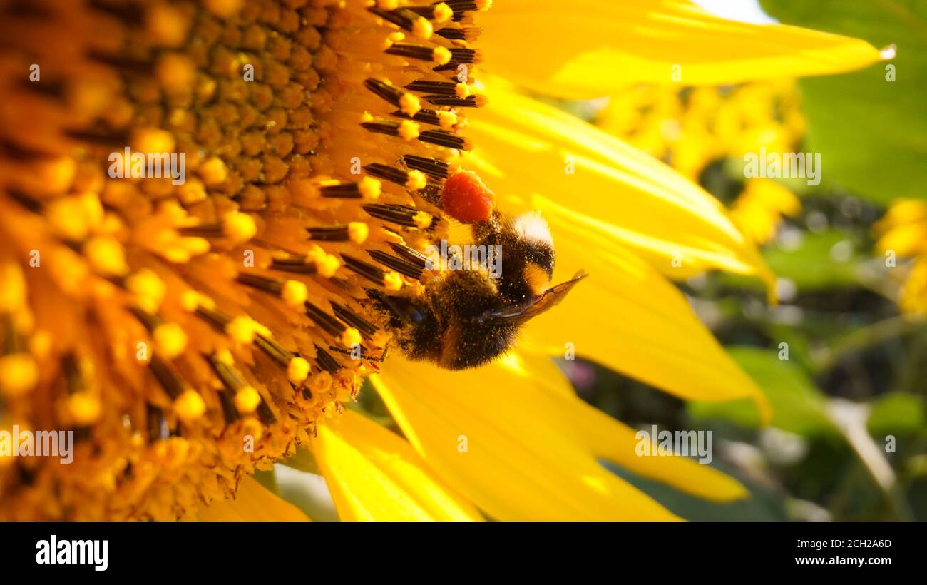 Bumblebee covered with pollen collecting nectar and pollen from yellow ...