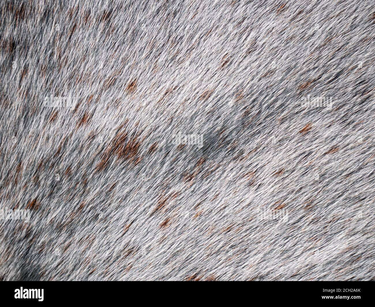Staining spots on the fur of an older appaloosa mare. Head of a mare ...