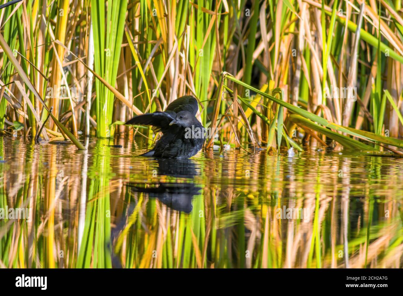 a little young bird on a pond in nature Stock Photo - Alamy