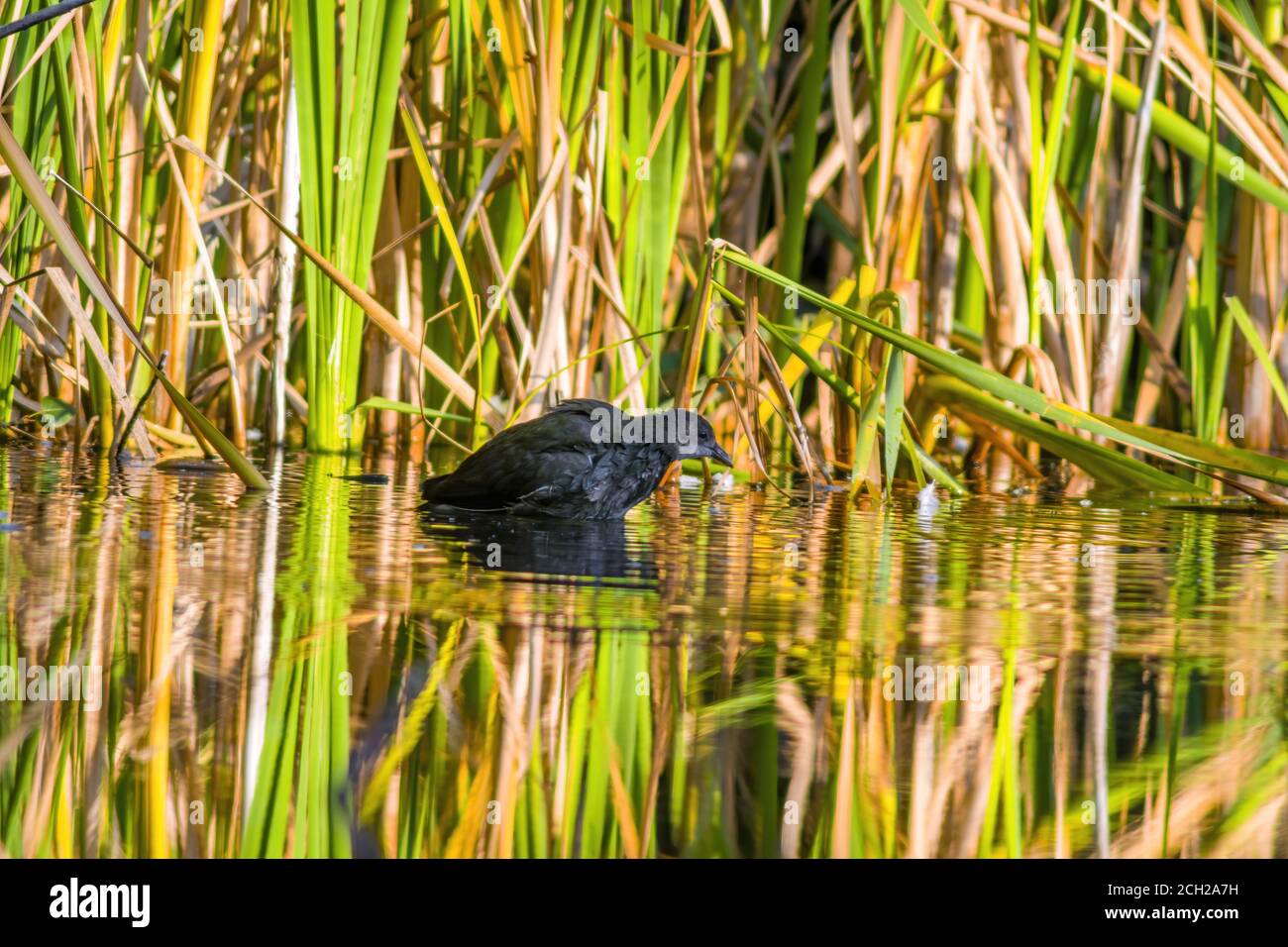 a little young bird on a pond in nature Stock Photo - Alamy