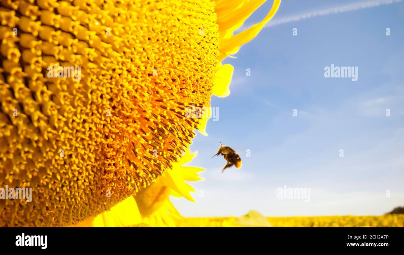 Flying bumblebee covered with pollen collecting nectar and pollen from ...