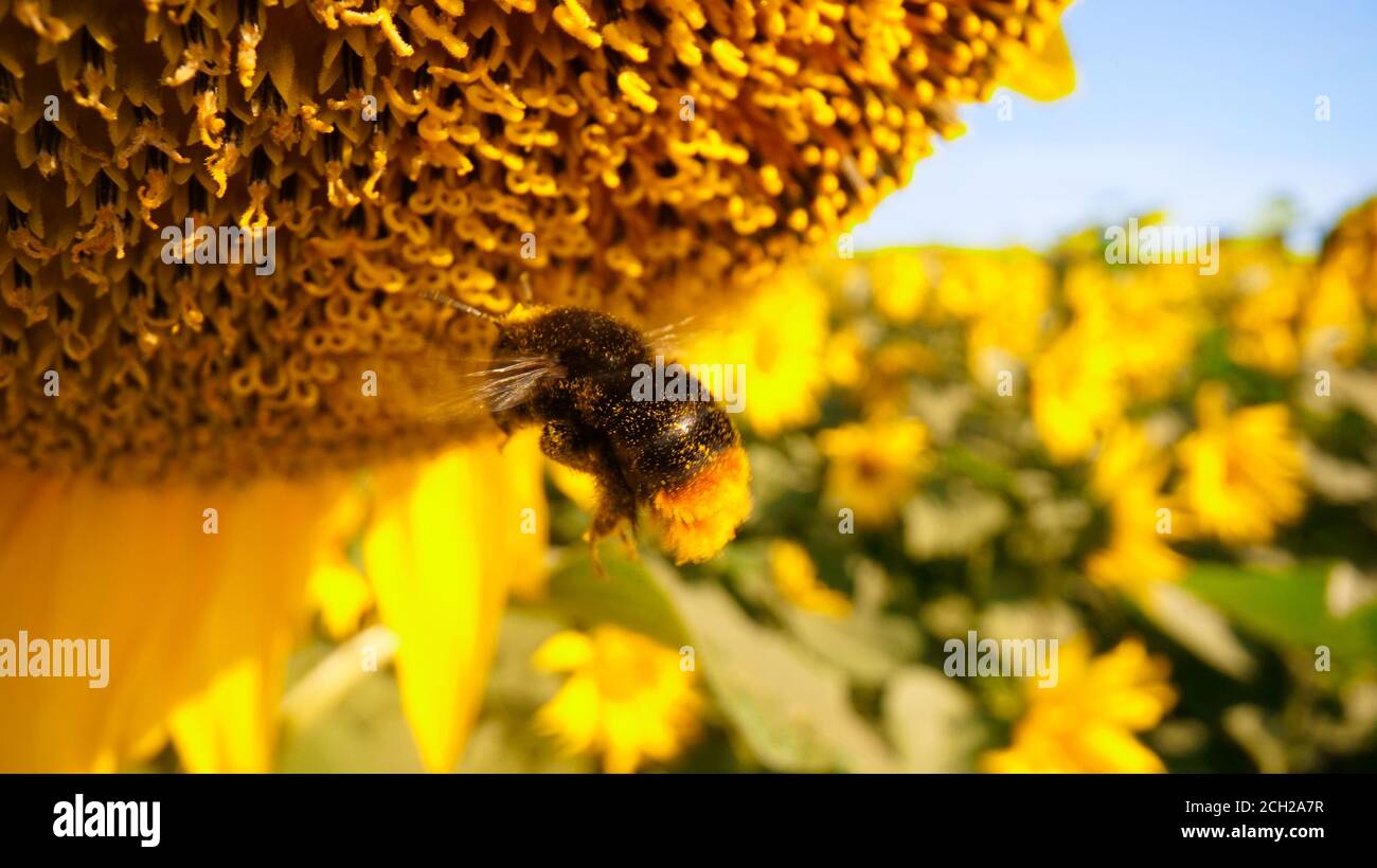 Bumblebee covered with pollen collecting nectar and pollen from yellow ...