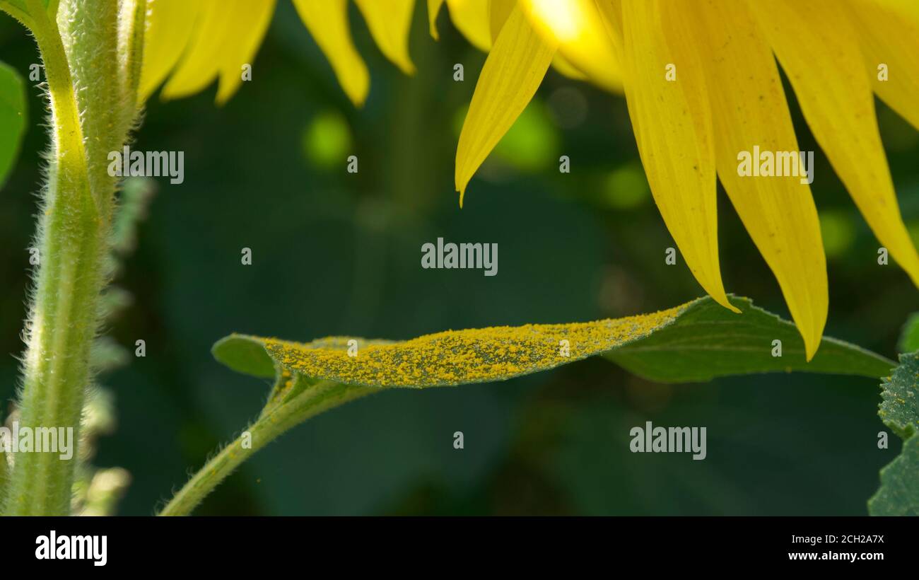 Close up view of yellow sunflower pollen on a leaf. Bright summer ...