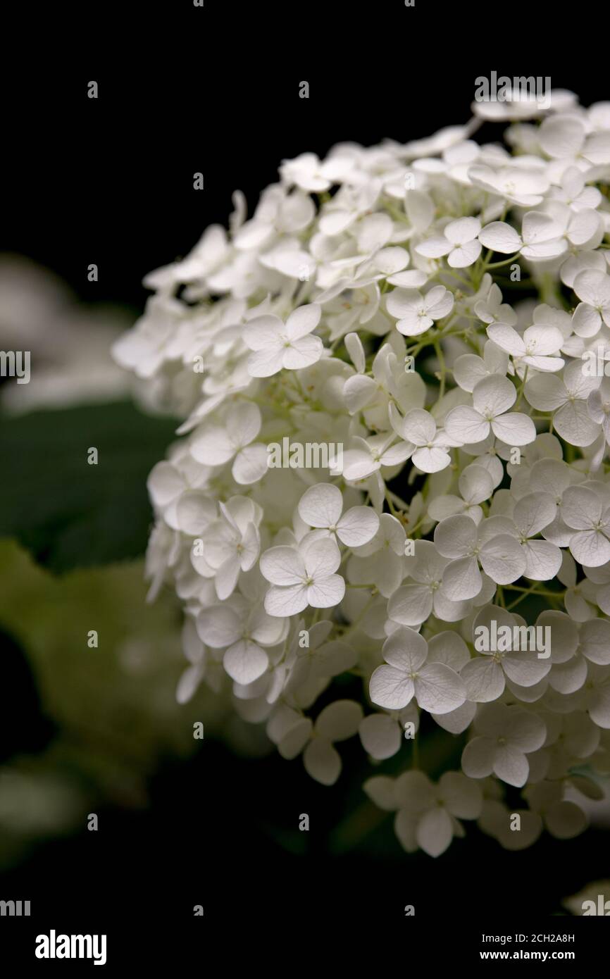 White hydrangea flowers in Shinjuku Chuo Park near the Tokyo ...