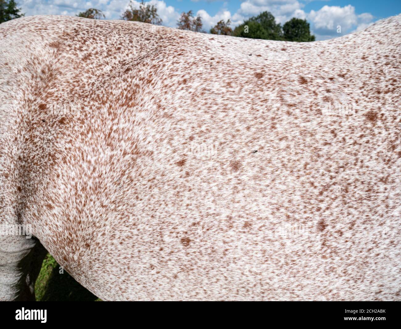 Spotted appaloosa horse in white and brow mare grazing on the green ...