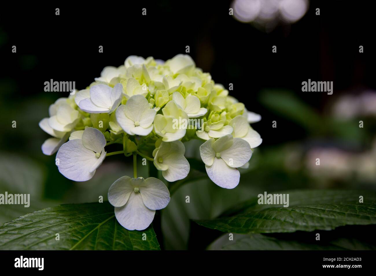 Colorful hydrangea flowers in Shinjuku Chuo Park near the Tokyo ...