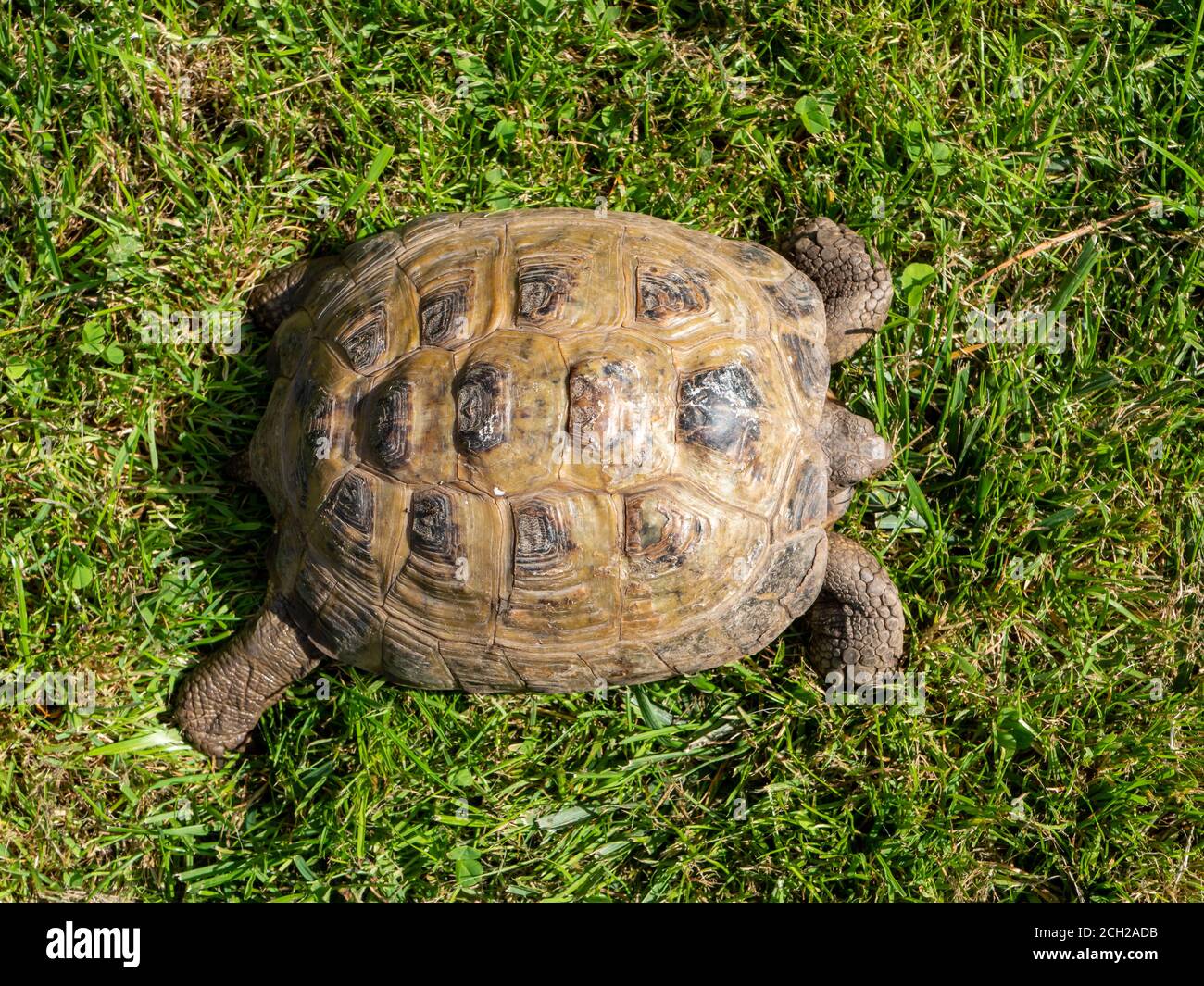 Palaearctic tortoises hi-res stock photography and images - Alamy