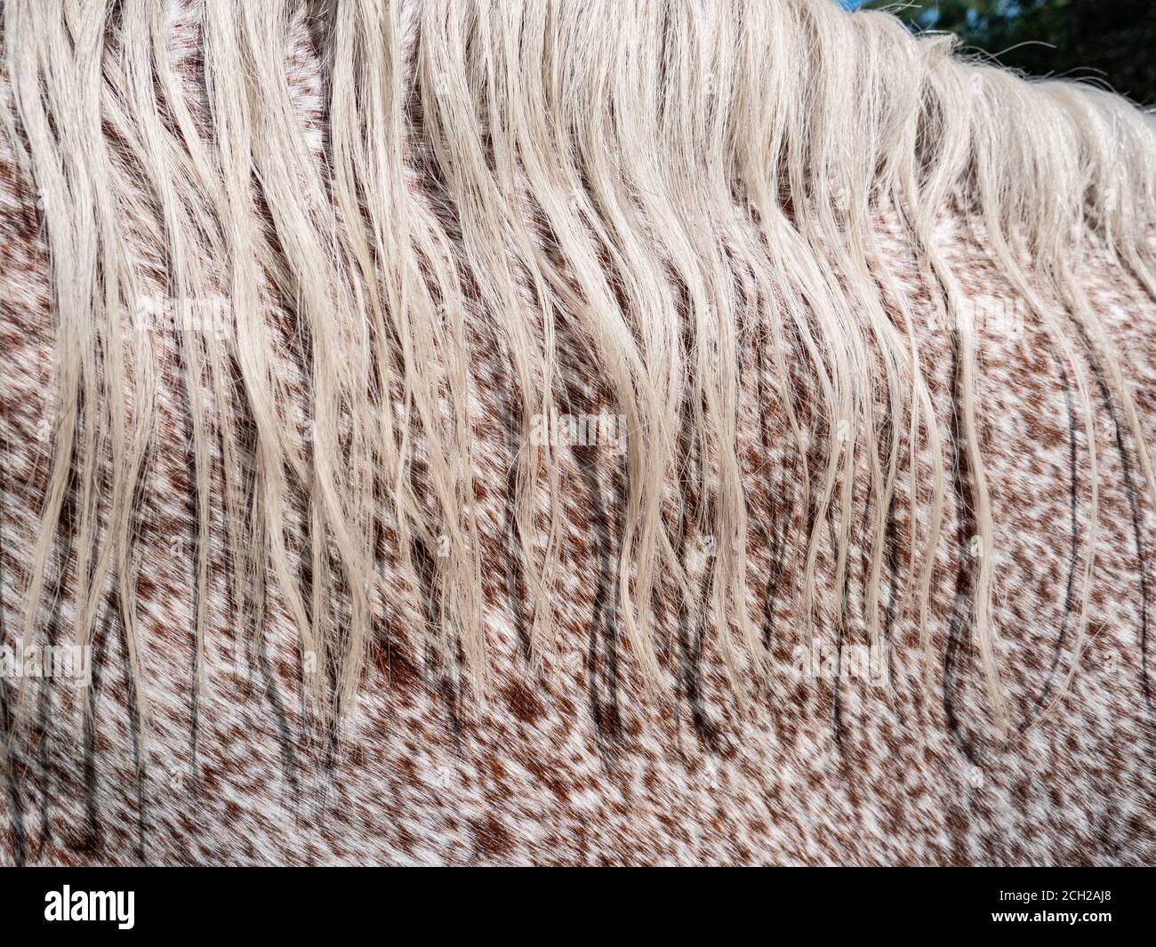 Close-up view of the mane and coloring on the neck of the Norik ...