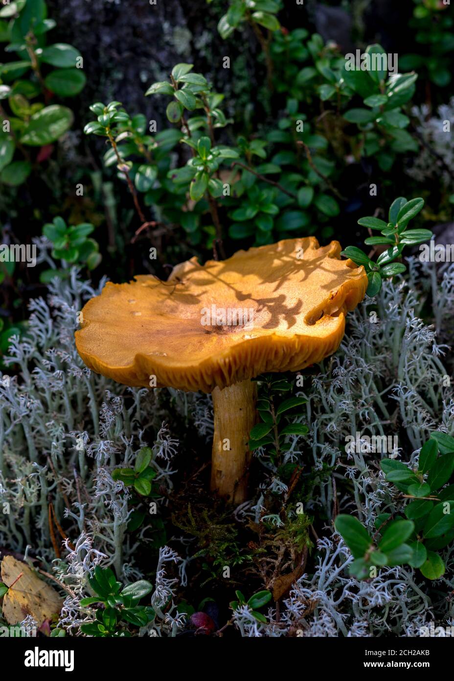 natural forest background, wild mushroom in the forest, traditional ...